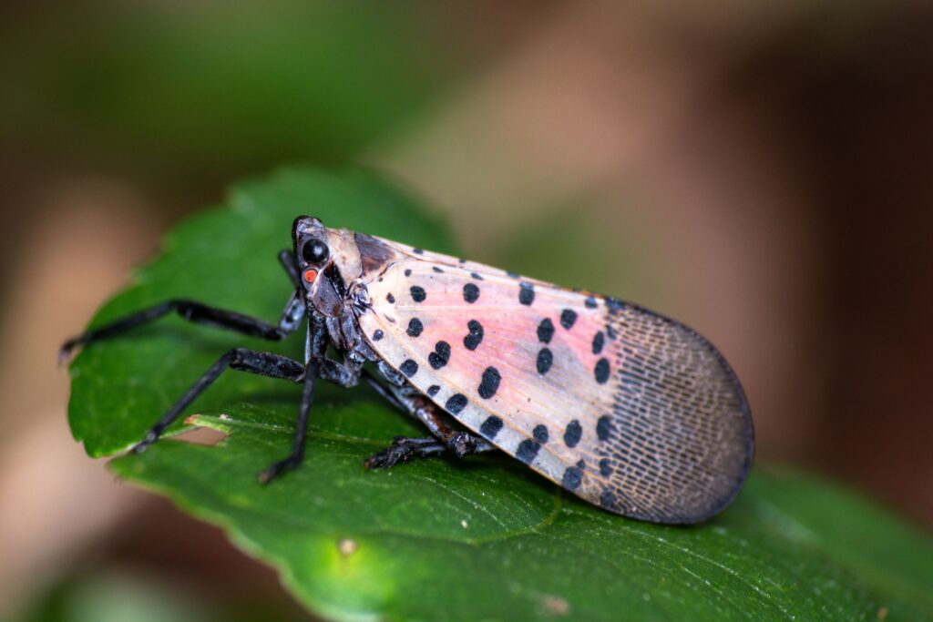 Spotted Lanternfly Control - Cunningham Pest